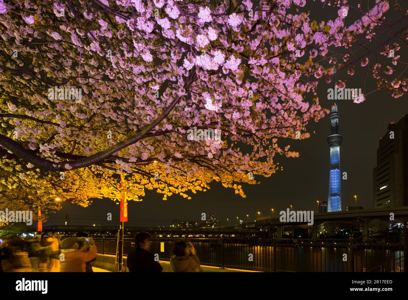 Light up of Tokyo Sky Tree and cherry blossoms Stock Photo - Alamy