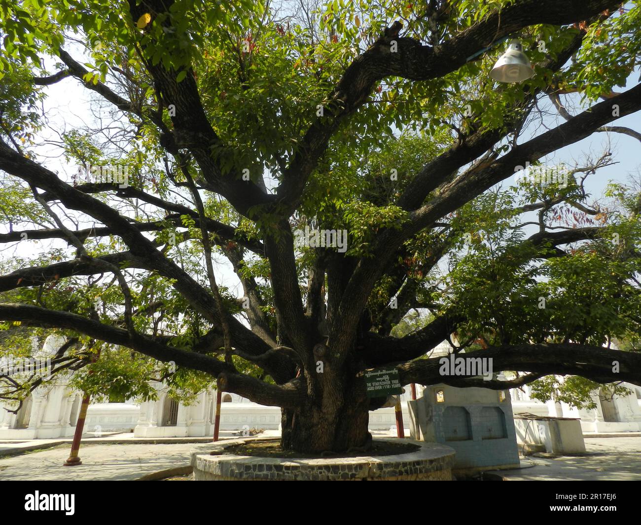 Myanmar, Mandalay: a Starflower Tree (Mimusops elengi) in the compound ...
