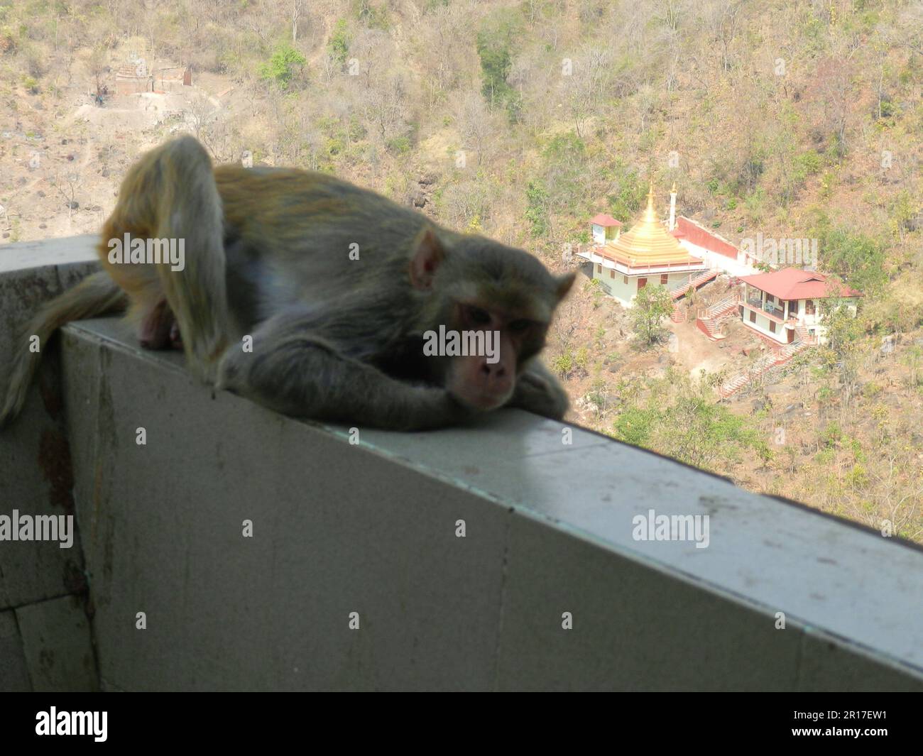 Myanmar, Bagan: monkey relaxing on Mount Popa, with a temple below in ...