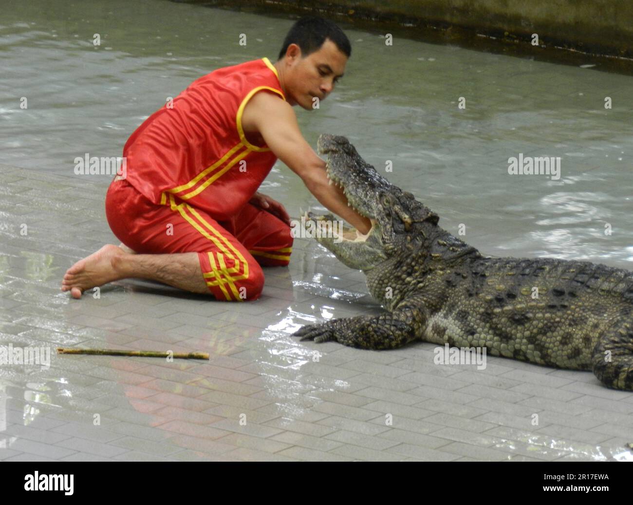 Thailand, Chonburi, Sriracha Tiger Zoo: trainer with arm in crocodile's ...