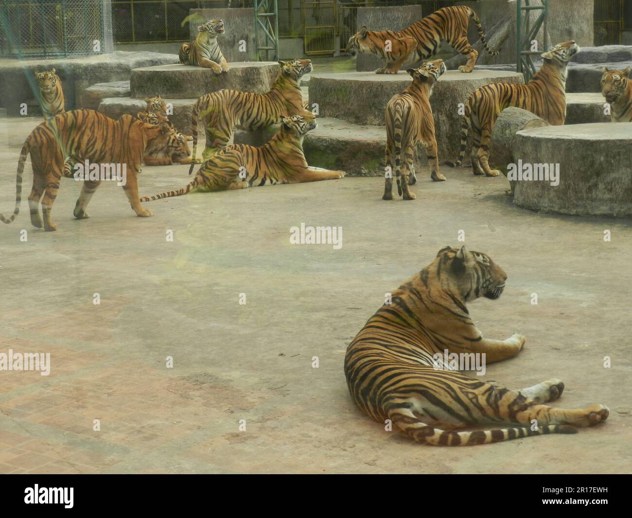 Thailand, Chonburi, Sriracha Tiger Zoo: 12 tigers in an enclosure - a ...
