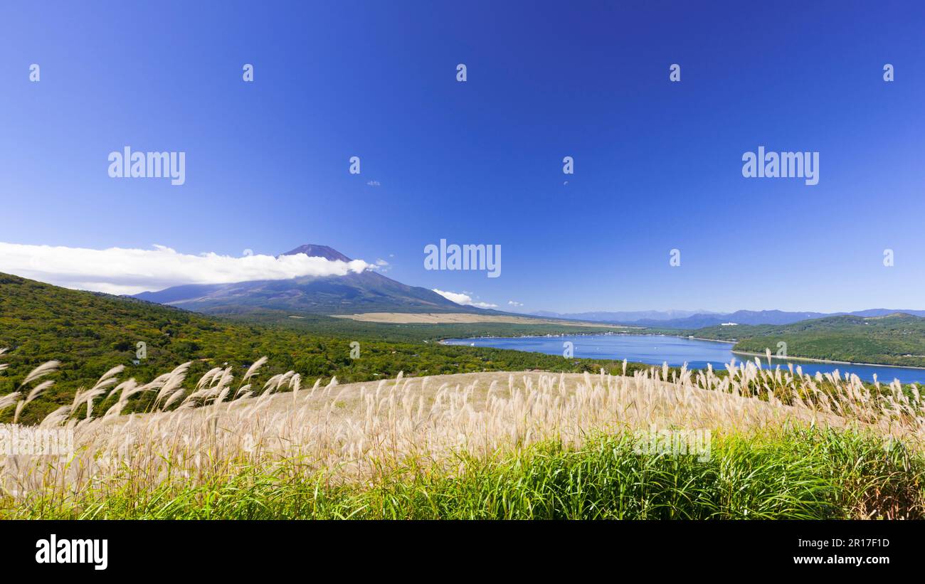 Pampas grass lake yamanaka mount hi-res stock photography and images ...