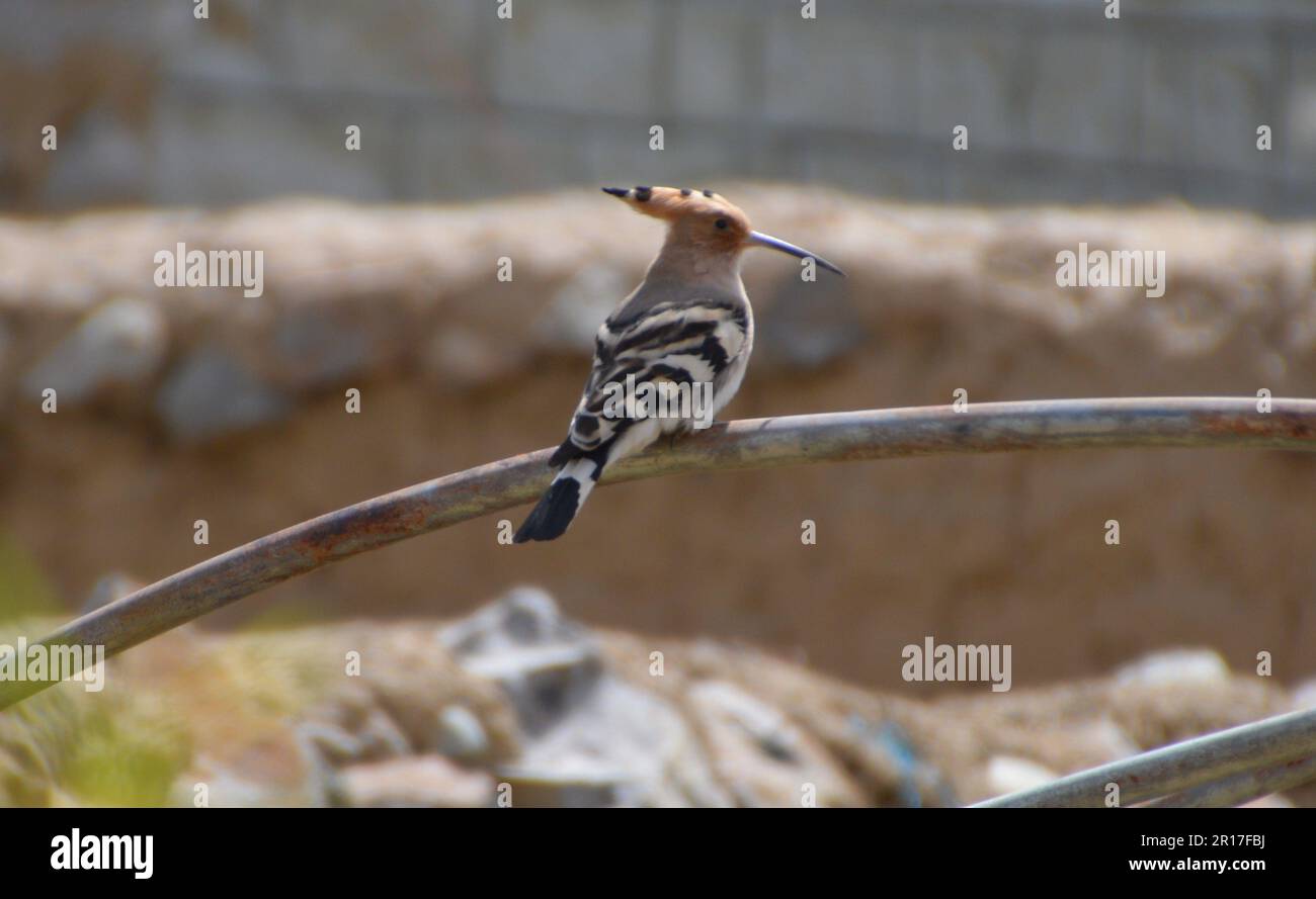 People's Republic of China, Tibet: Hoopoe (Upupa epops Stock Photo - Alamy