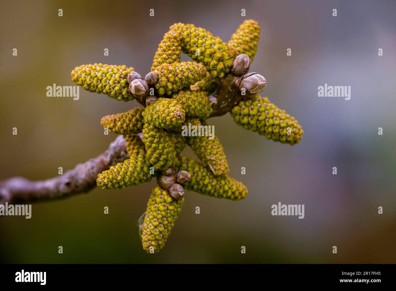 bloom in spring fresh young walnut leaves Green inflorescence flower ...