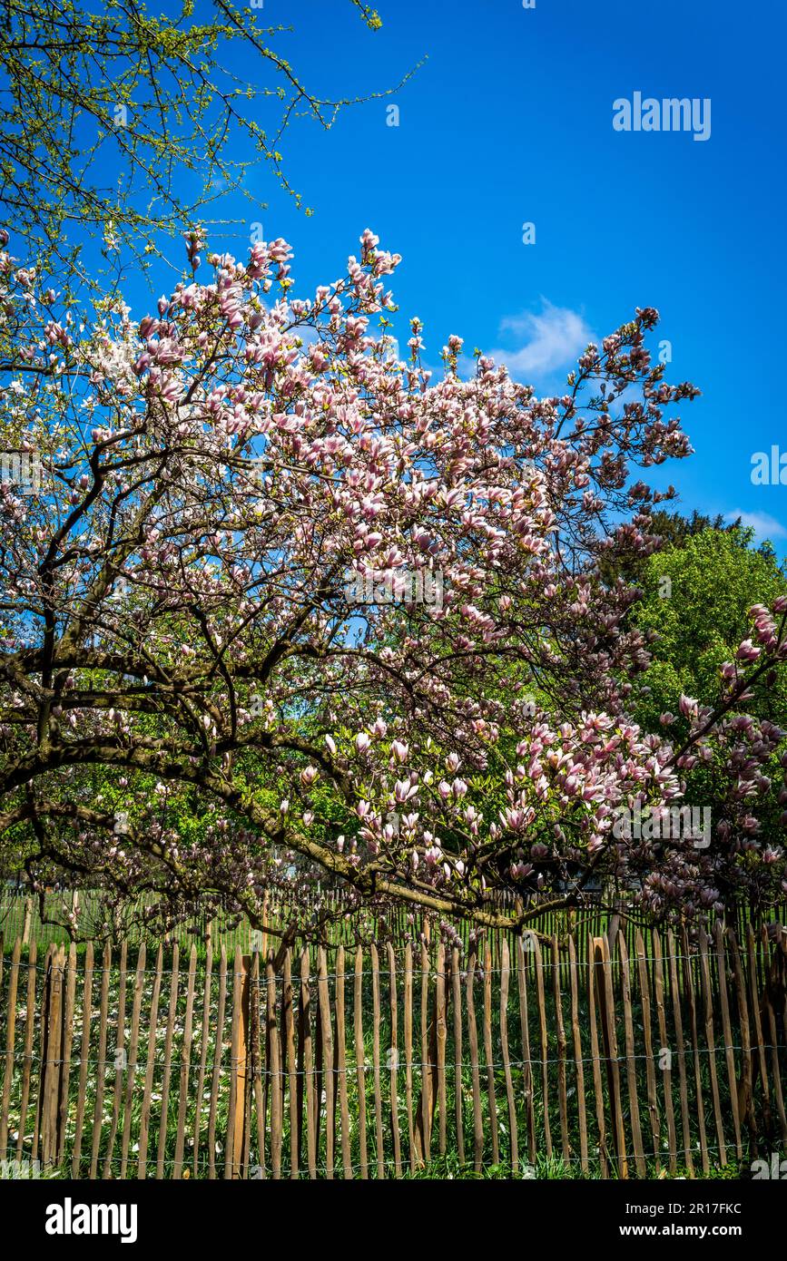 Switzerland National Tree