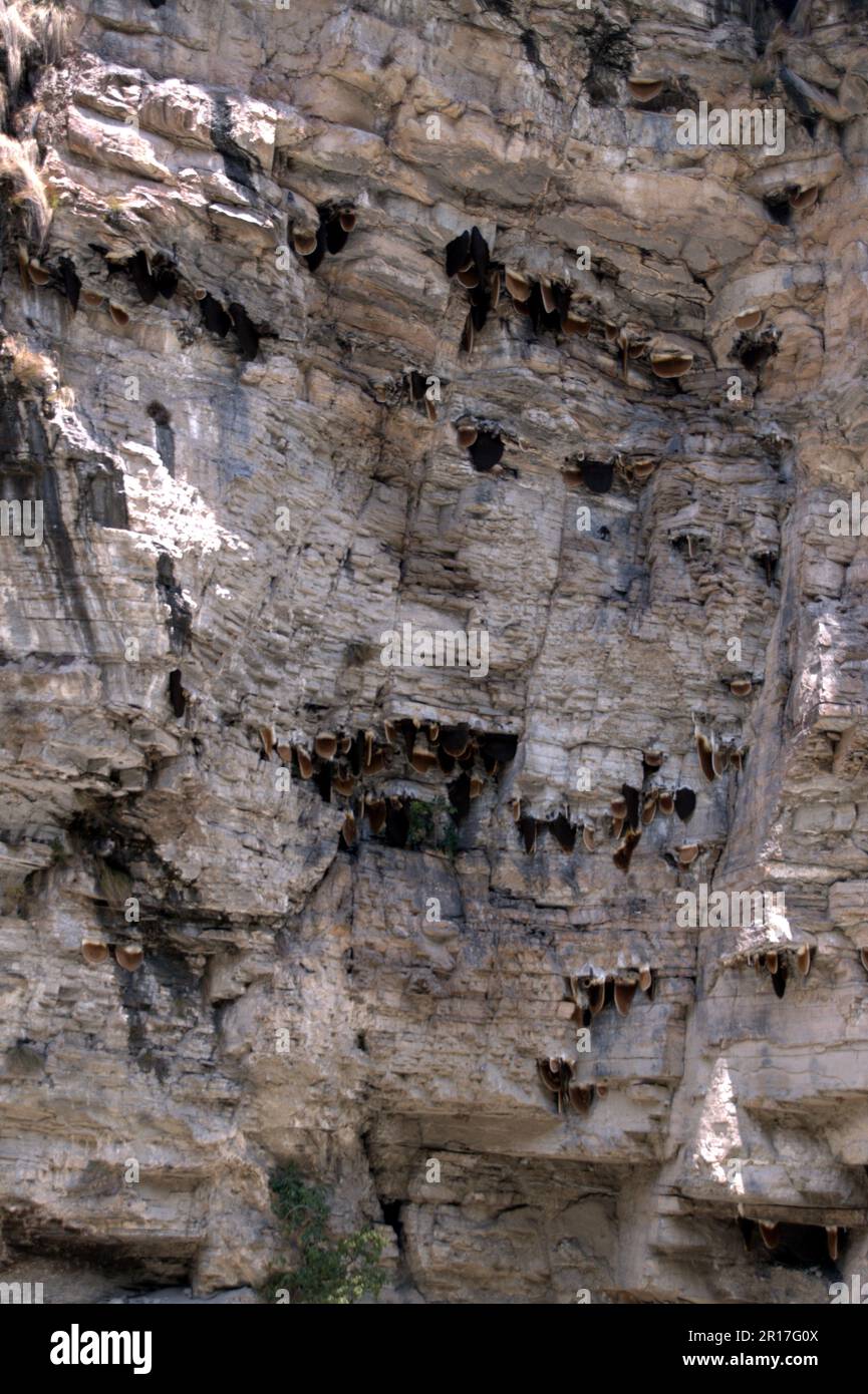 Nepal: wild bees' nests hanging on the cliff face in the Po Chu Valley ...