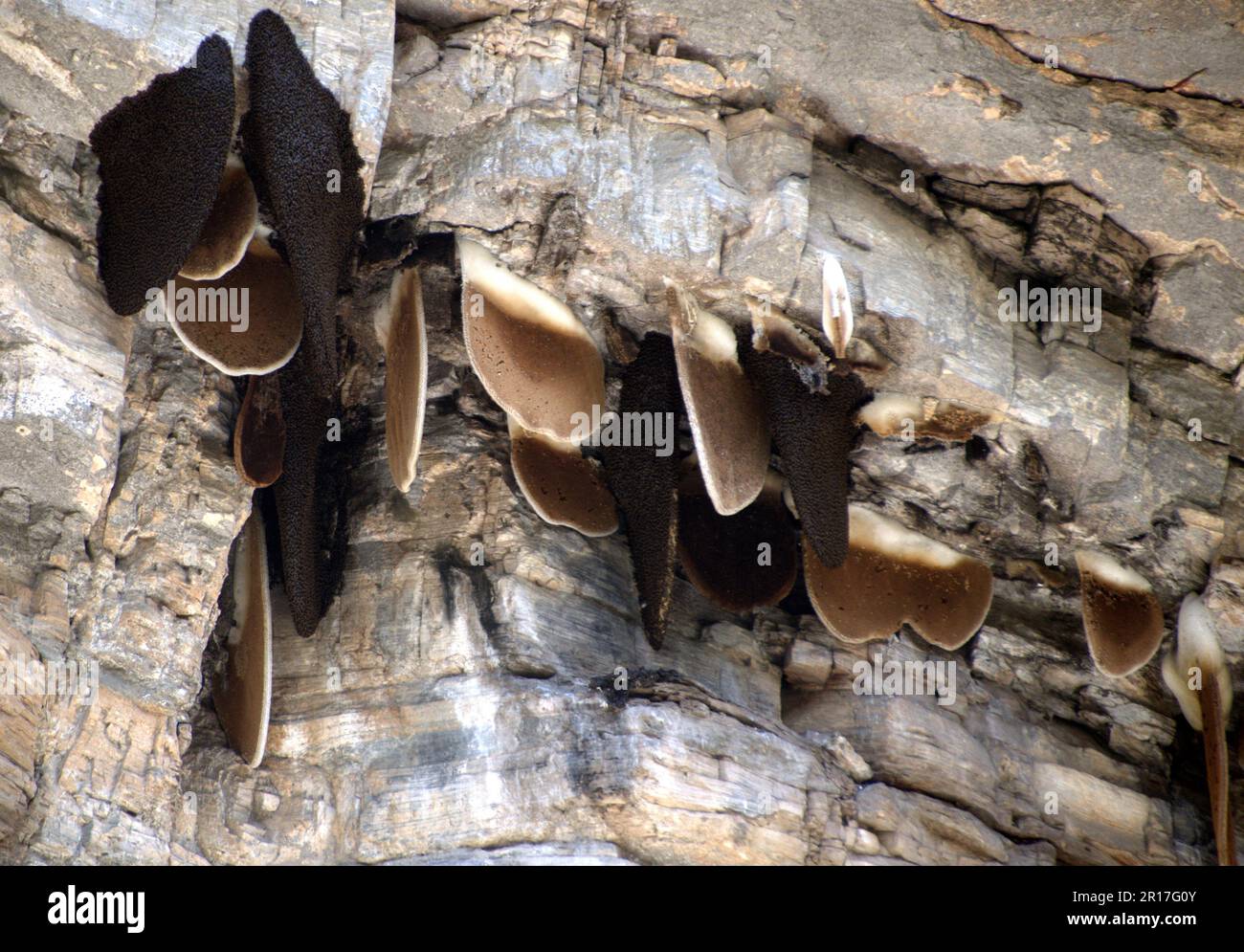 Nepal: close view of the wild bees' nests hanging on the cliff face in ...