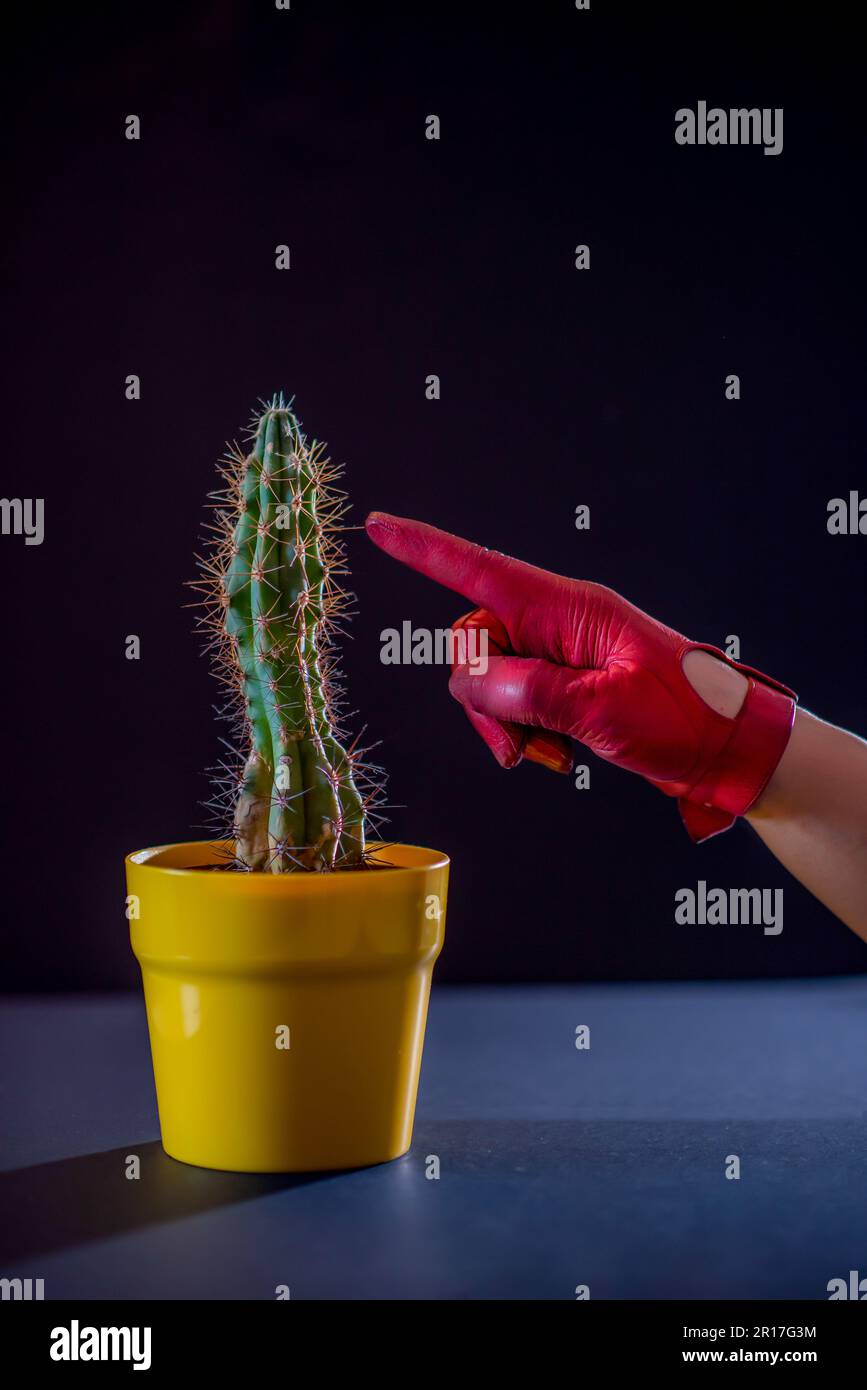 Finger about to prick with cactus thorn in yellow pot on black ...