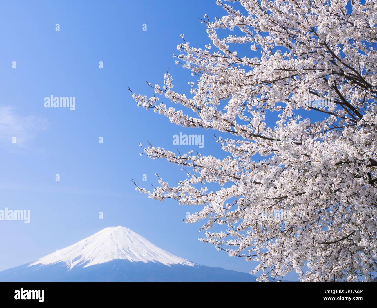 Mt. Fuji and a cherry tree Stock Photo - Alamy