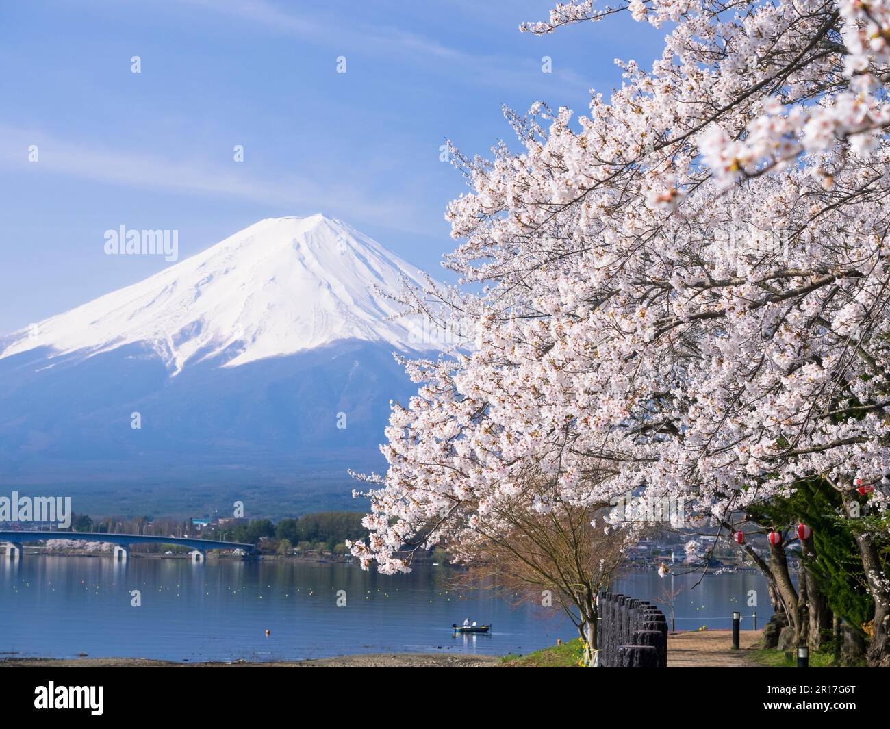 Mt. Fuji and a cherry tree Stock Photo - Alamy