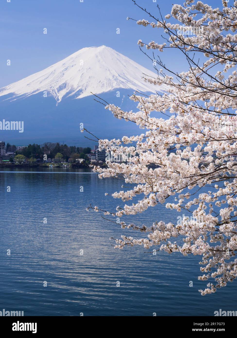 Mt. Fuji and a cherry tree Stock Photo - Alamy