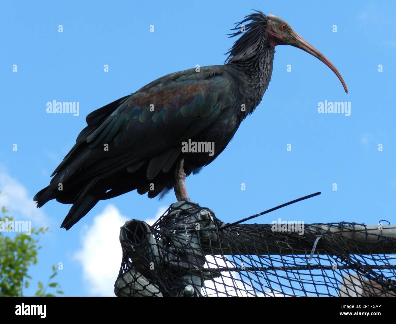 Bald ibis colony hi-res stock photography and images - Alamy