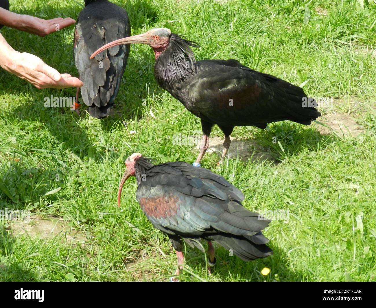 Northern Bald Ibis (Geronticus eremita). Breeding colony of threatened ...