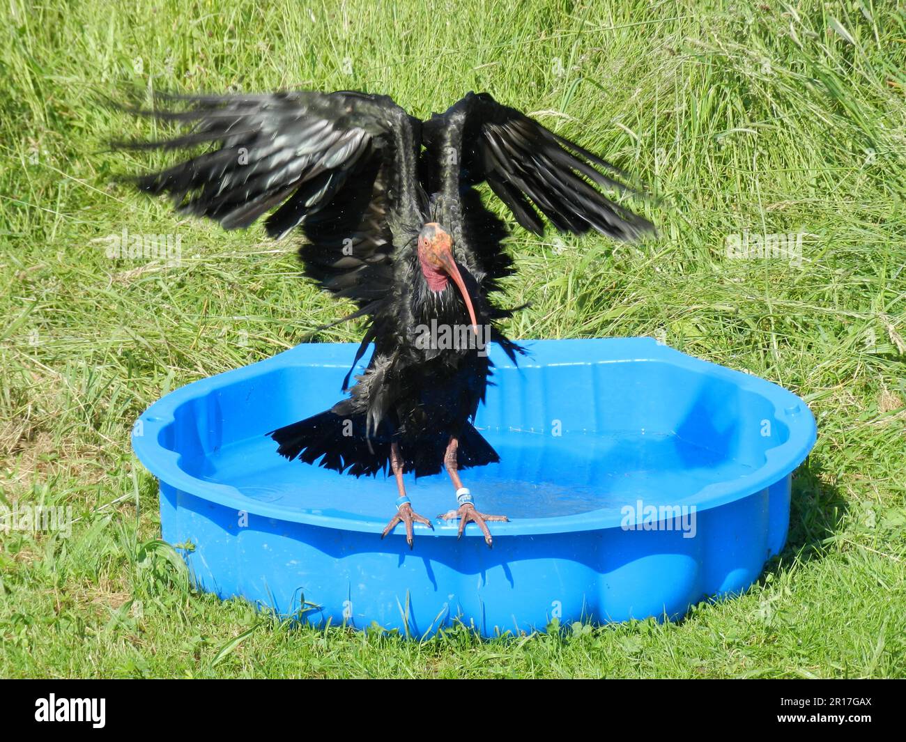 Bald ibis colony hi-res stock photography and images - Alamy