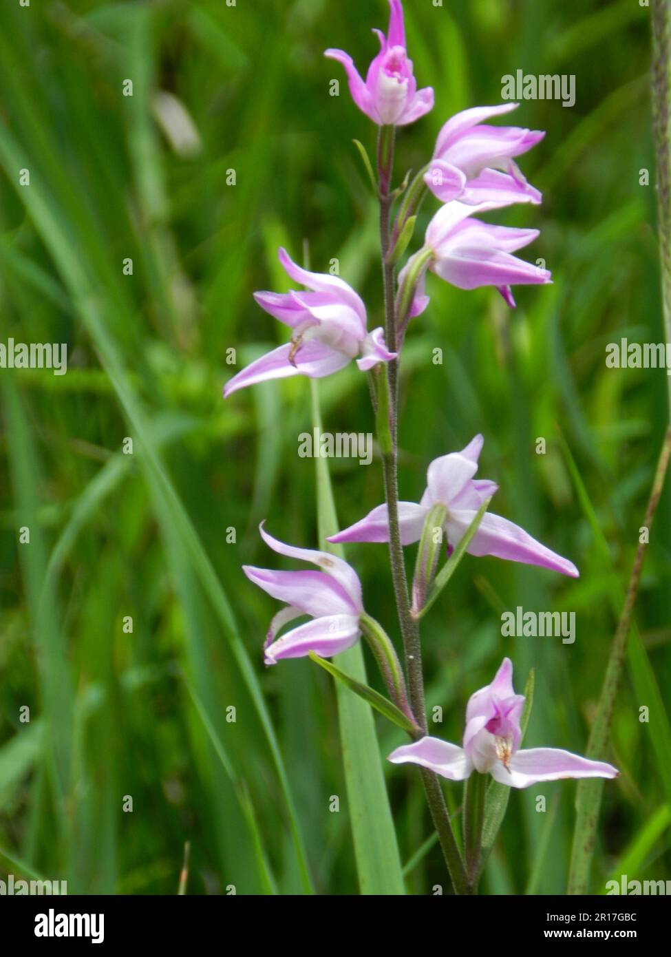 Red Helleborine (Cephalanthera rubra Stock Photo - Alamy