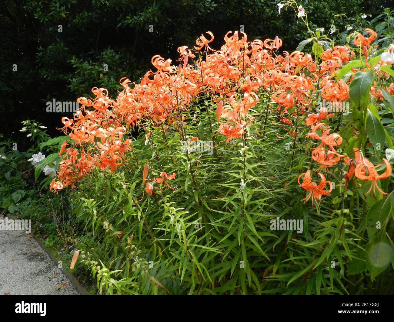 England, Cornwall, Trelissick Gardens (National Trust): colourful Tiger ...