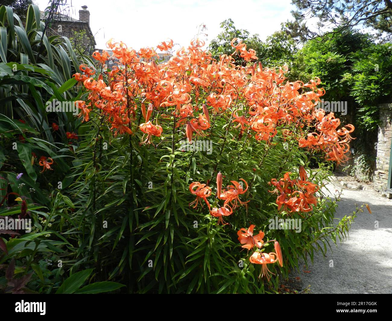England, Cornwall, Trelissick Gardens (National Trust): colourful Tiger ...