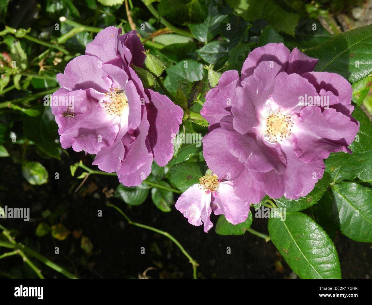 Picturesque garden cheshire hi-res stock photography and images - Alamy