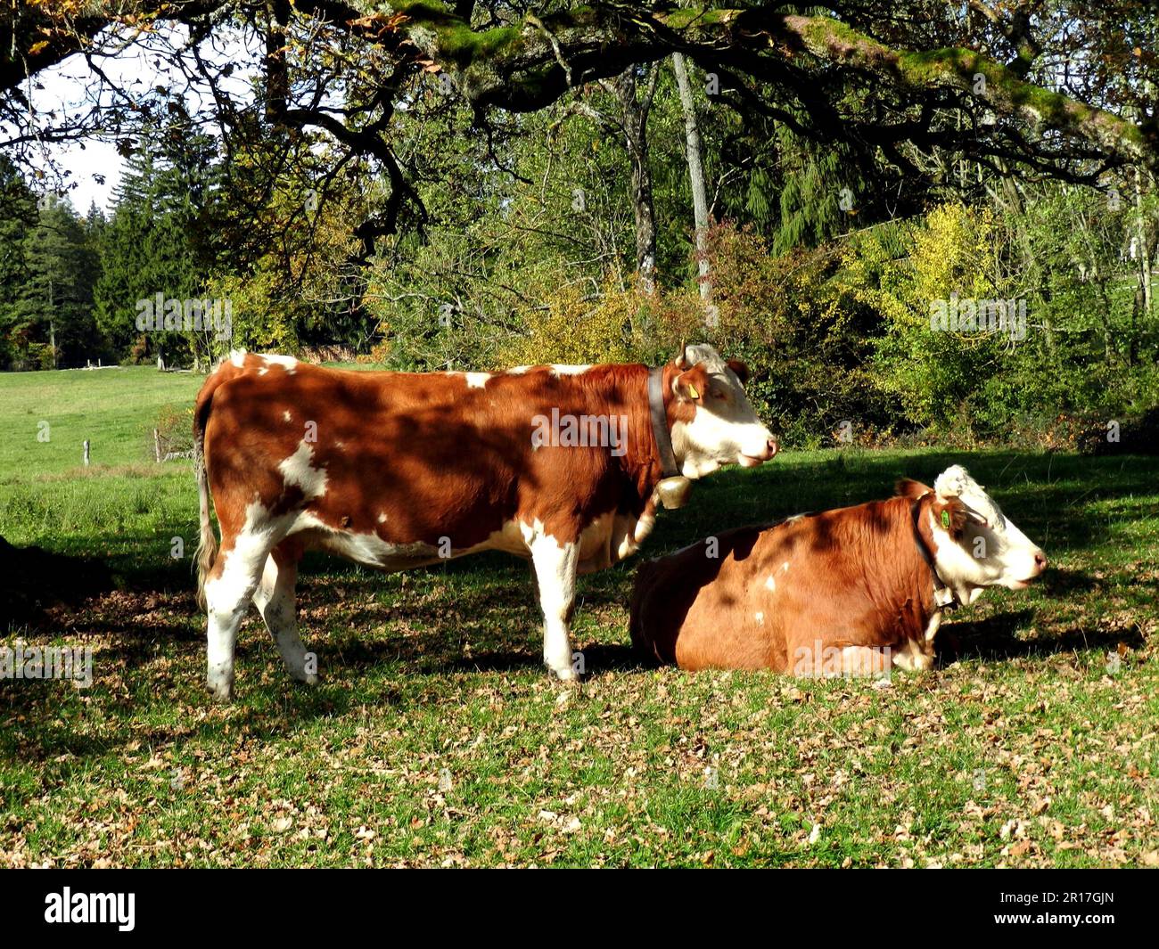 Cattle seeking shade hi-res stock photography and images - Alamy
