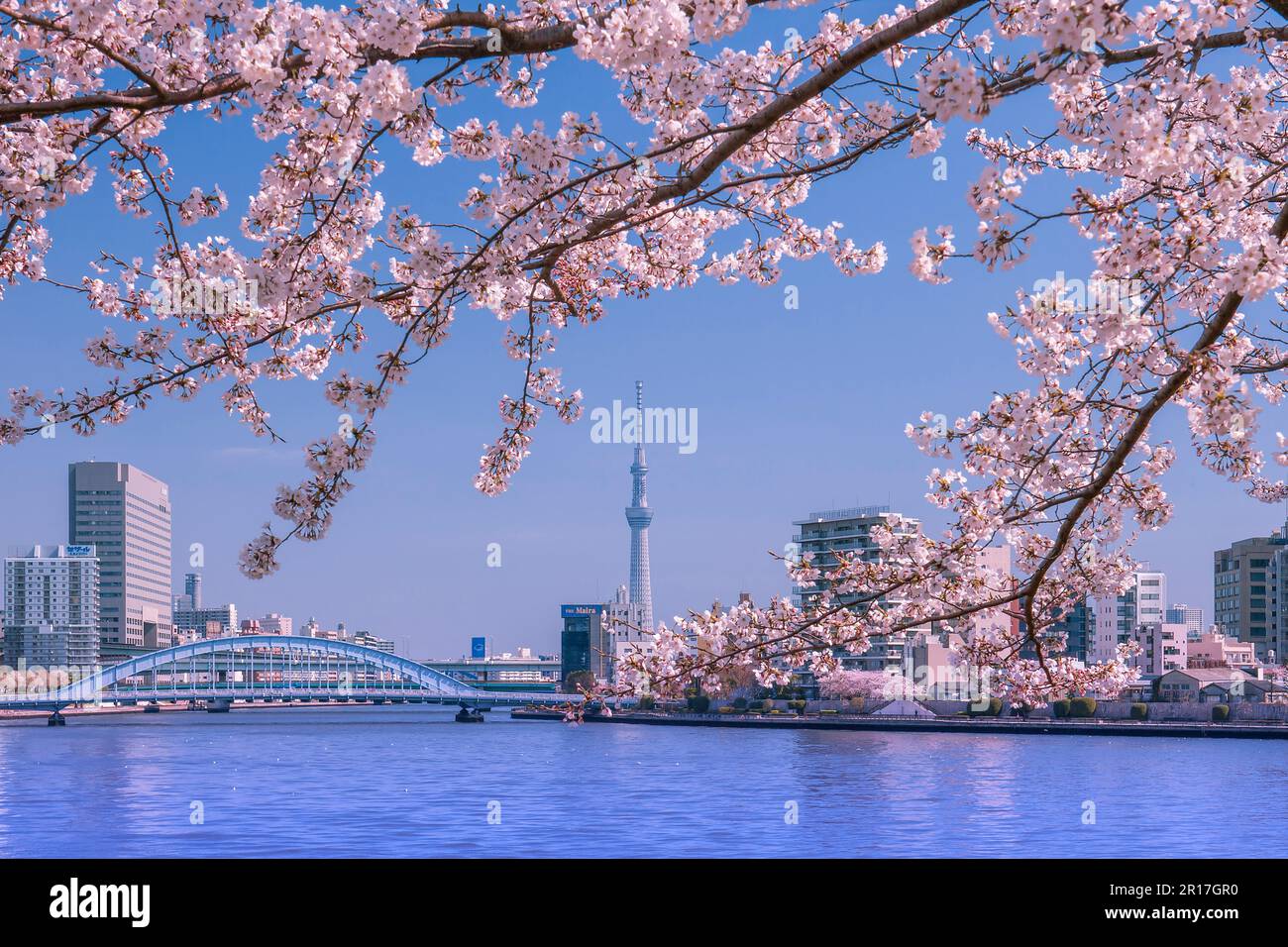 Sakura, Sky Tree, buildings and the Sumida River Stock Photo - Alamy