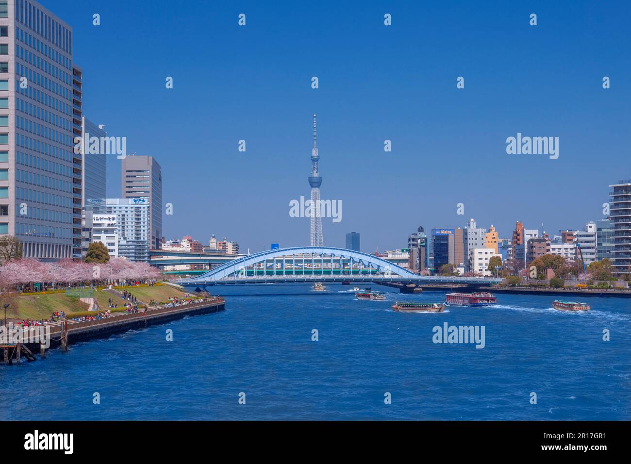 Sumida River Terrace with bloomed cherry blossoms and a tourist boat on ...