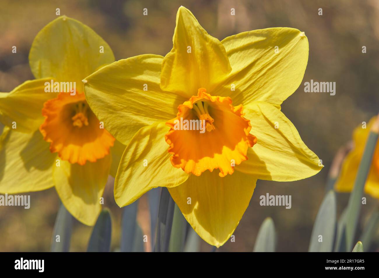 Harbingers of spring: Daffodils in full flower, an icon of the British ...