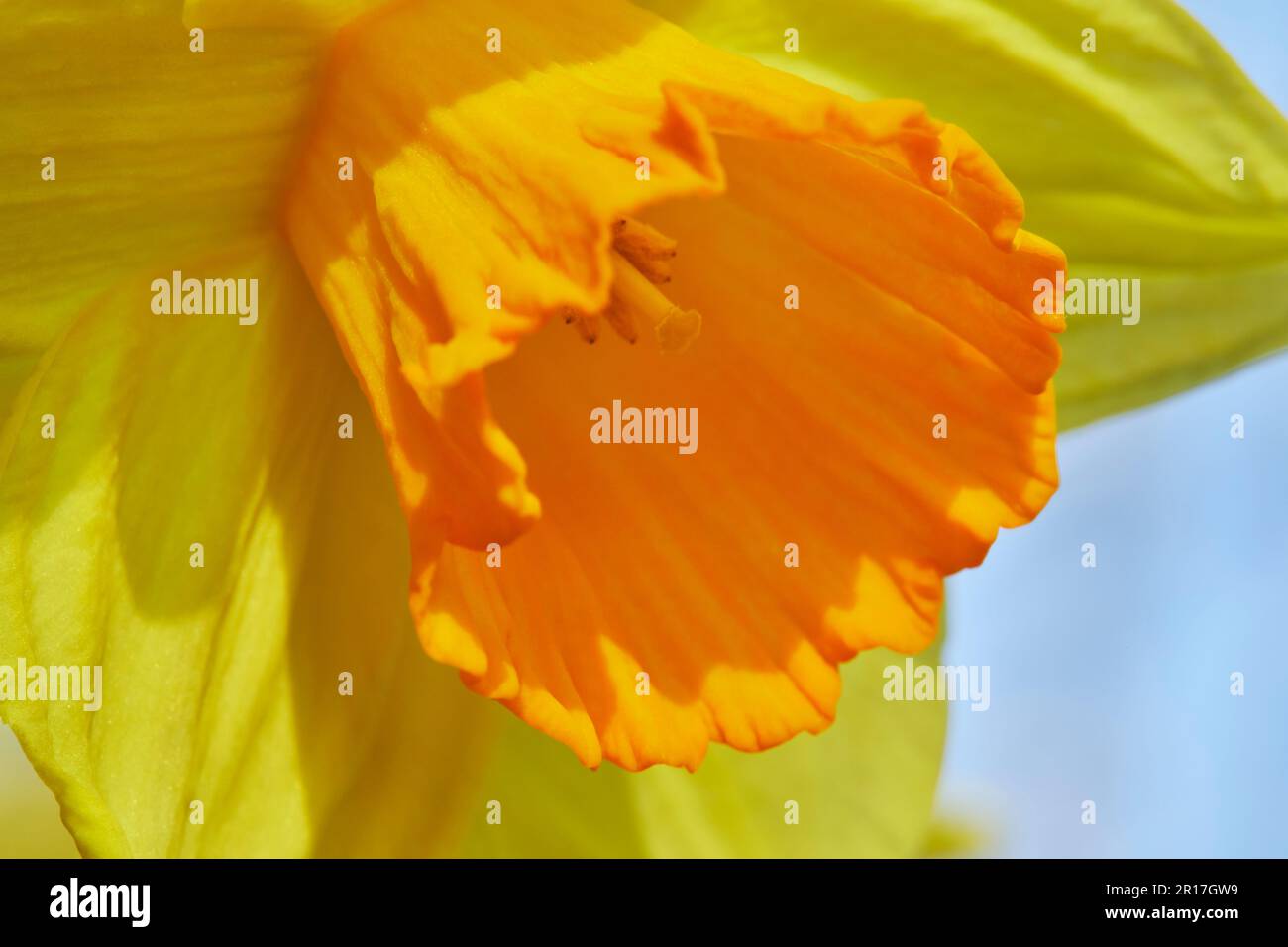 Harbingers of spring: Daffodils in full flower, an icon of the British ...