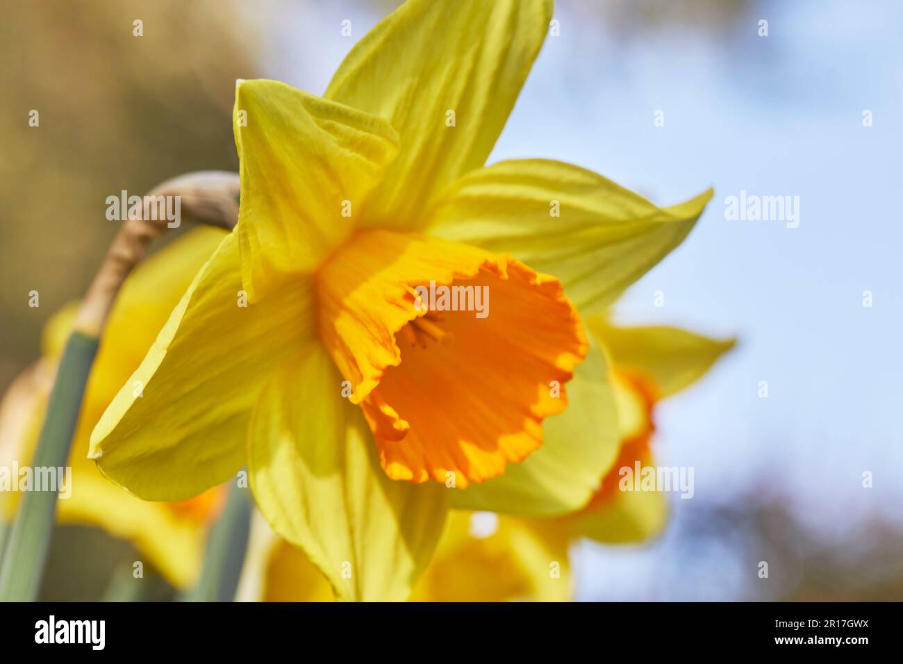 Harbingers of spring: Daffodils in full flower, an icon of the British ...