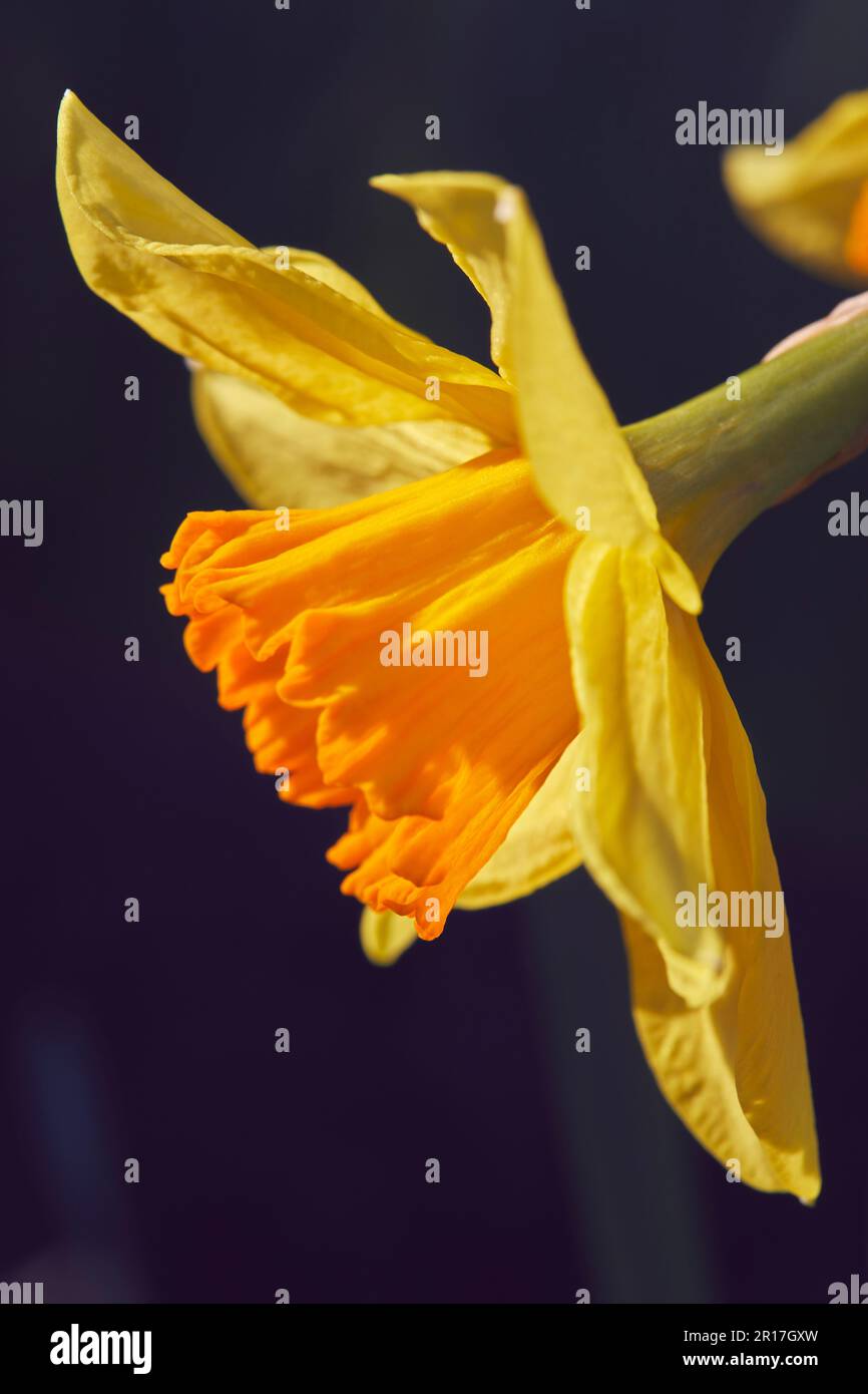 Harbingers of spring: Daffodils in full flower, an icon of the British ...