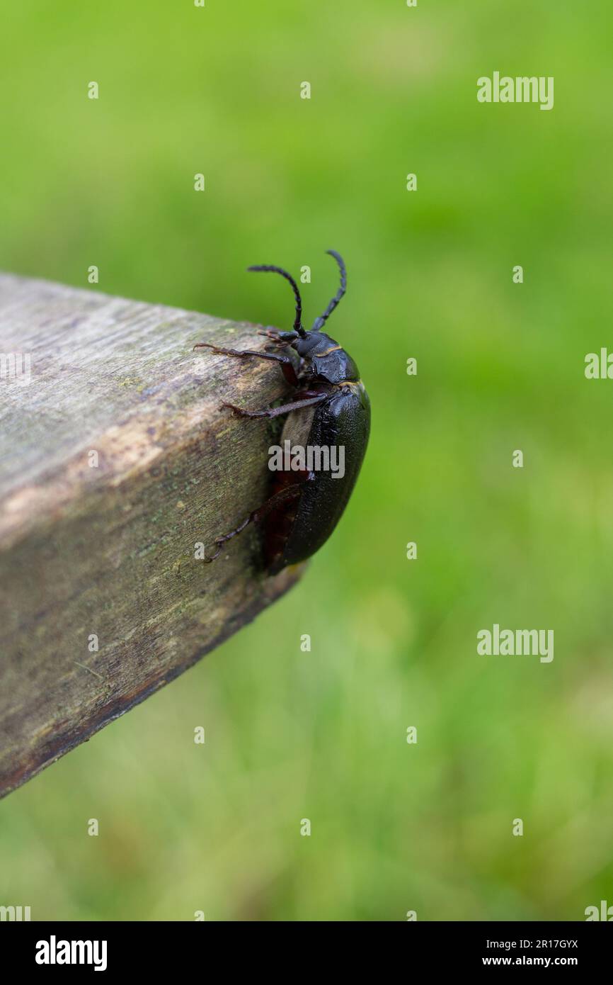 Vilasia hi-res stock photography and images - Alamy