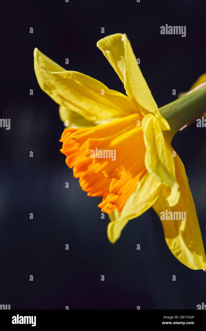 Harbingers of spring: Daffodils in full flower, an icon of the British ...