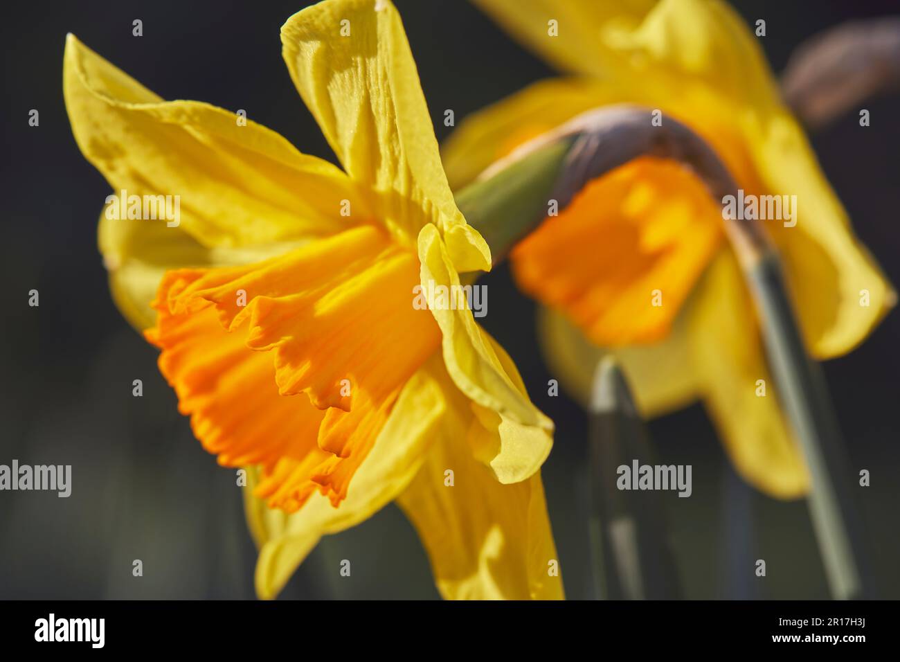 Harbingers of spring: Daffodils in full flower, an icon of the British ...