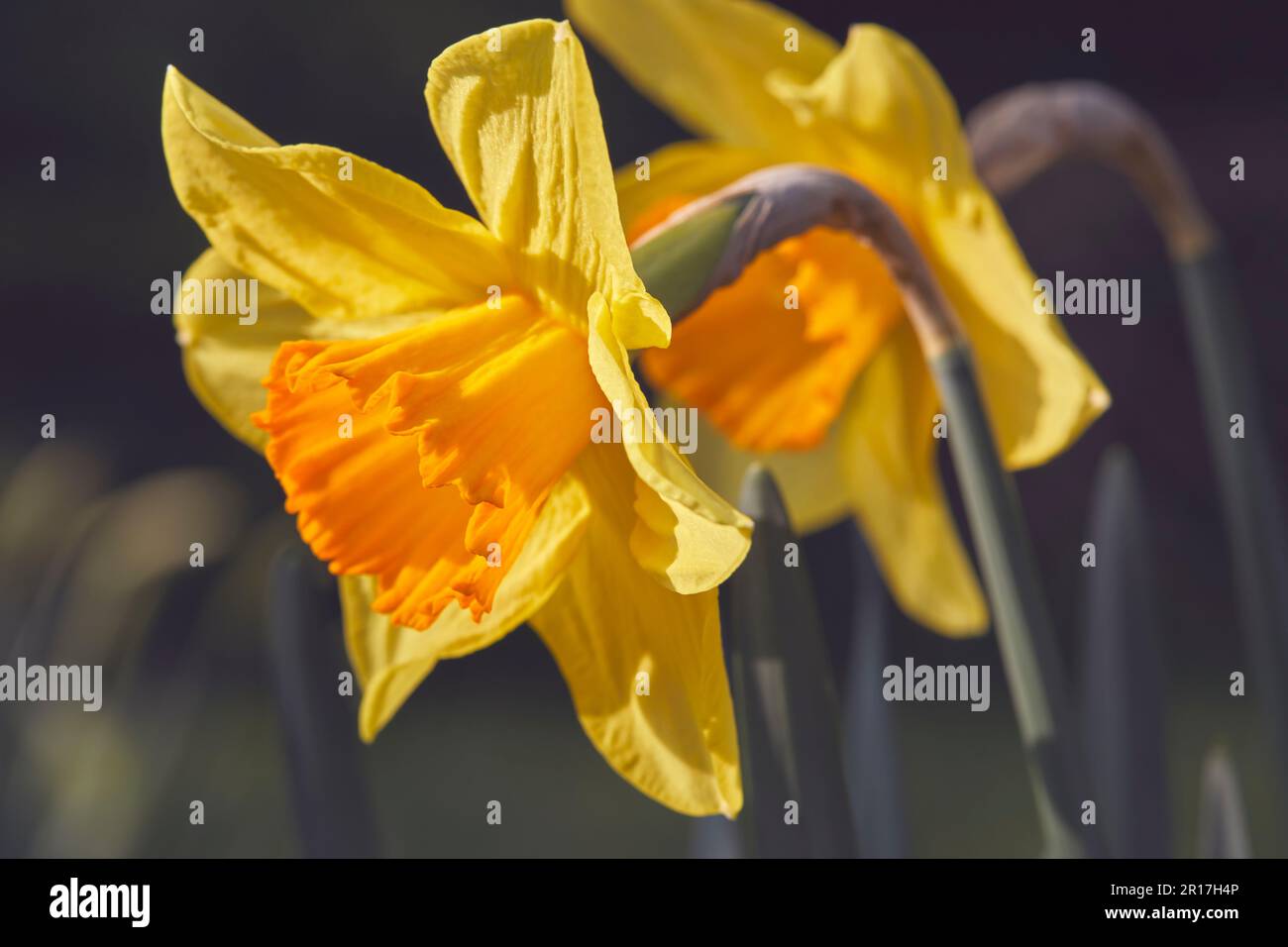 Harbingers of spring: Daffodils in full flower, an icon of the British ...