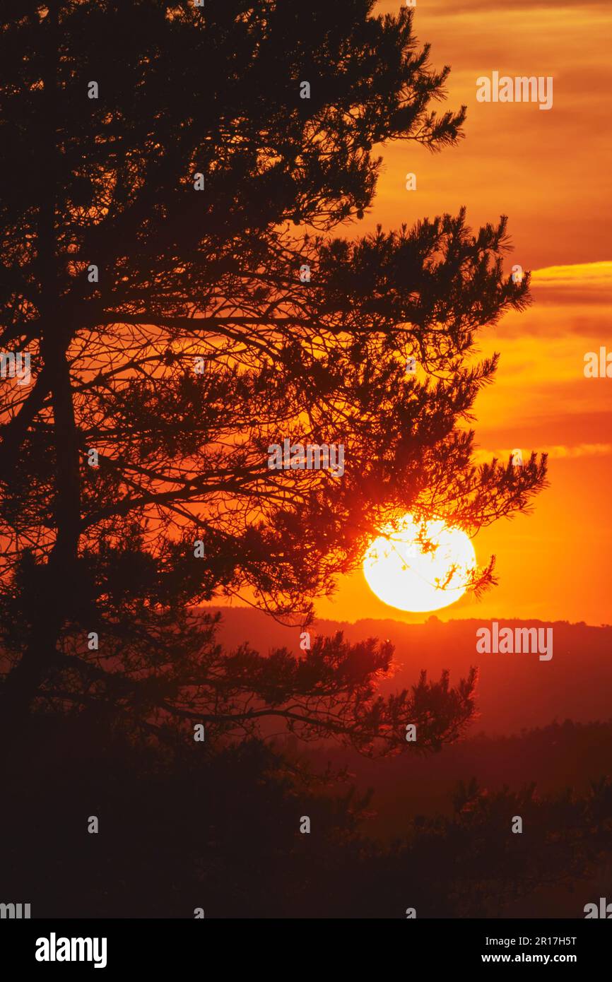A silhouette view of a pine tree at sunset; in Devon, southwest England ...