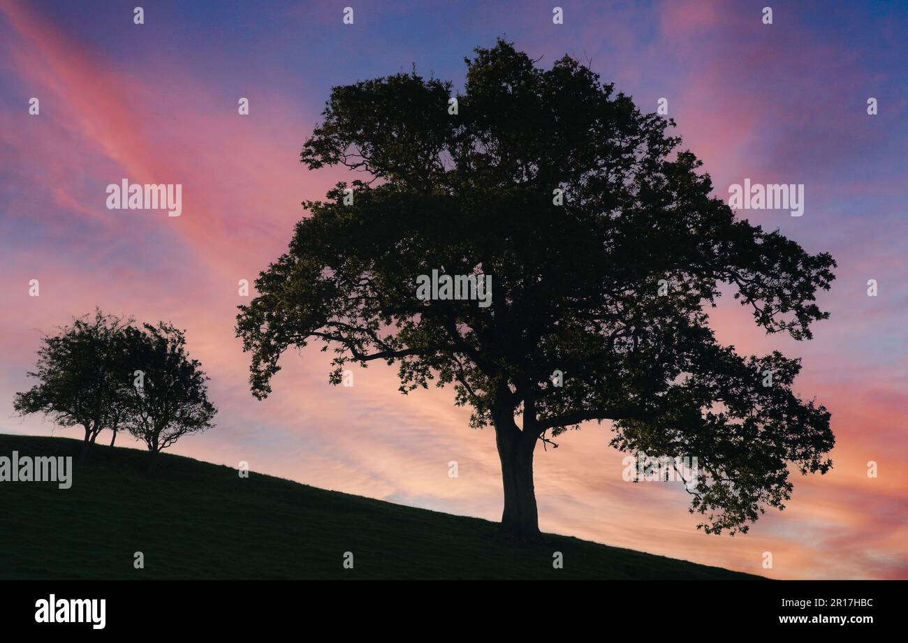 A dawn silhouette of a hillside oak tree; in Devon, southwest England ...