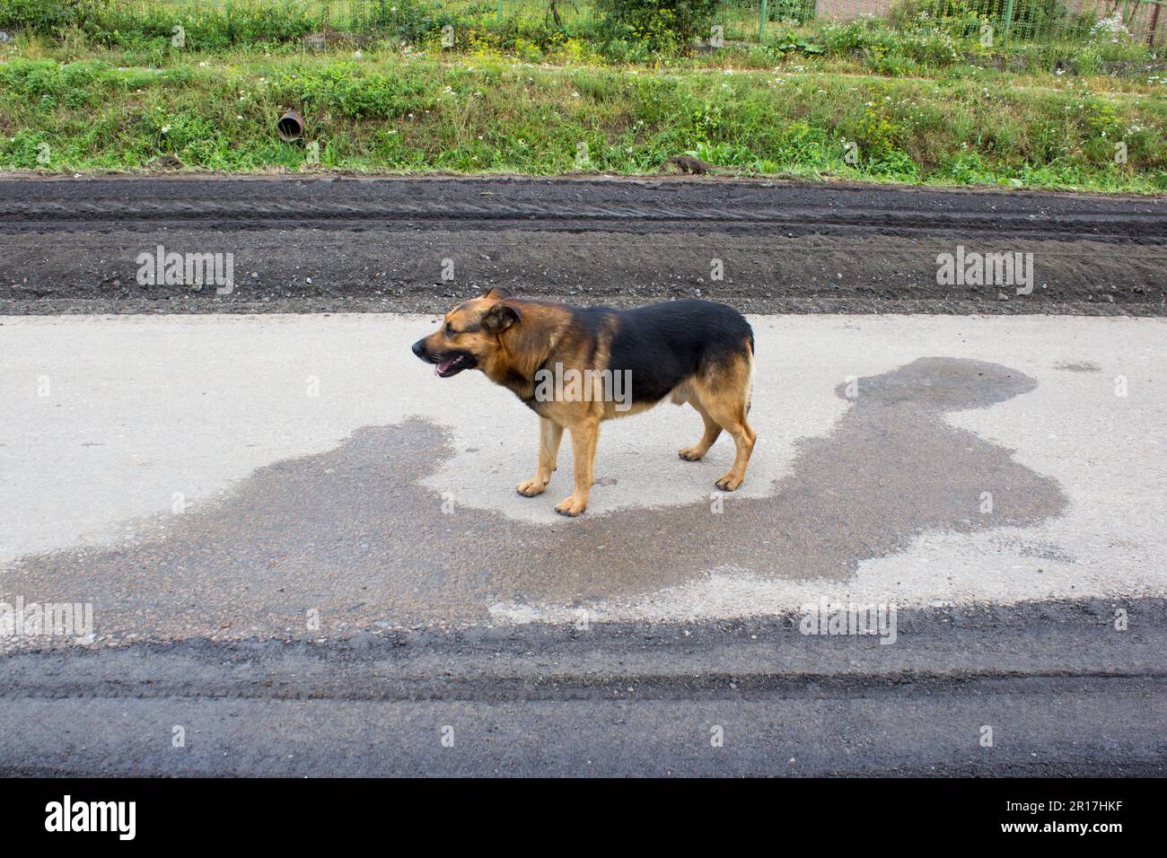 Canineunit hi-res stock photography and images - Alamy
