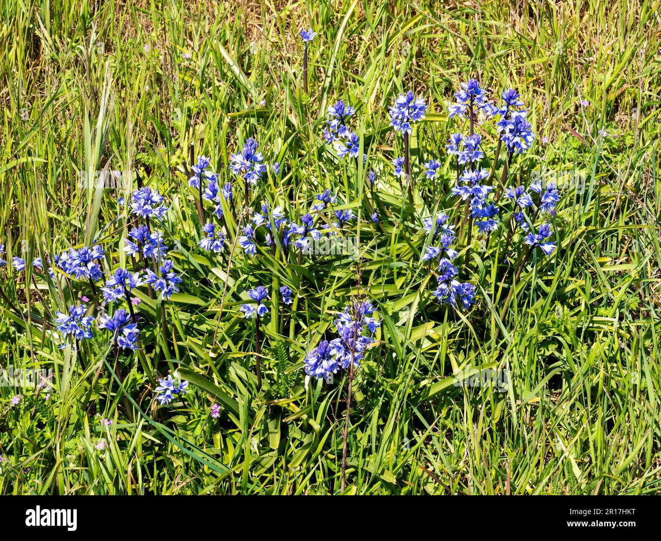 Spanish Bluebell, Hyacinthoides hispanica, at West Runton, Norfolk, UK ...