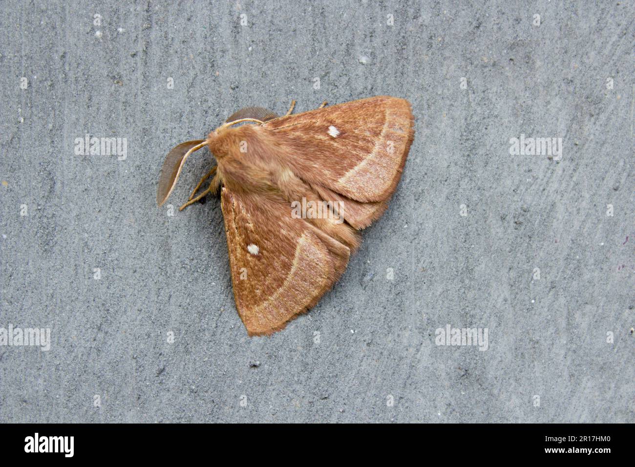 the night butterfly sitting alone on the wall of the Lackey moth Stock ...
