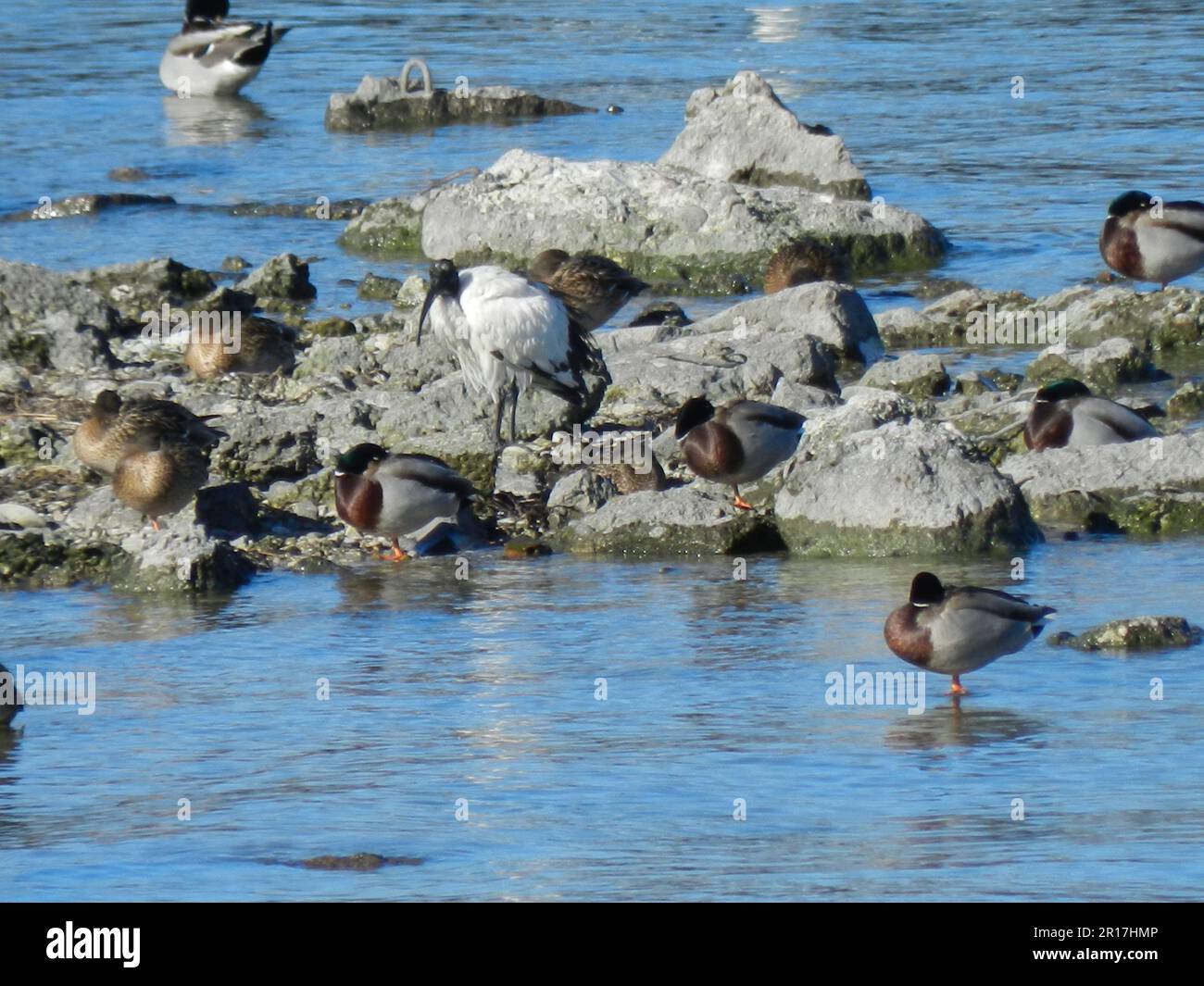 Germany, Upper Bavaria, Ismaning Reservoir: Sacred Ibis (Threskiornis ...