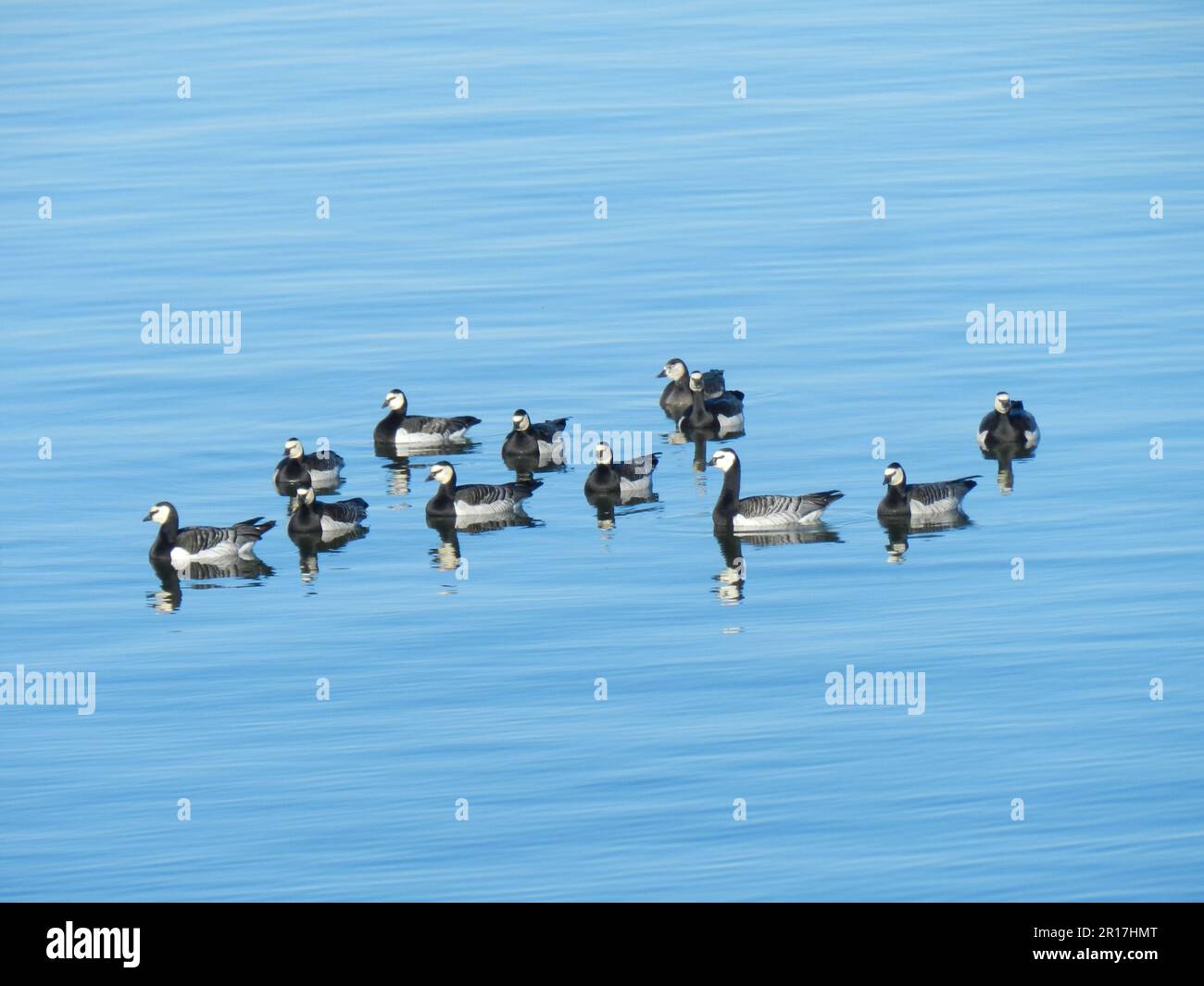 Germany, Upper Bavaria, Ismaning Reservoir: Barnacle Geese (Branta ...