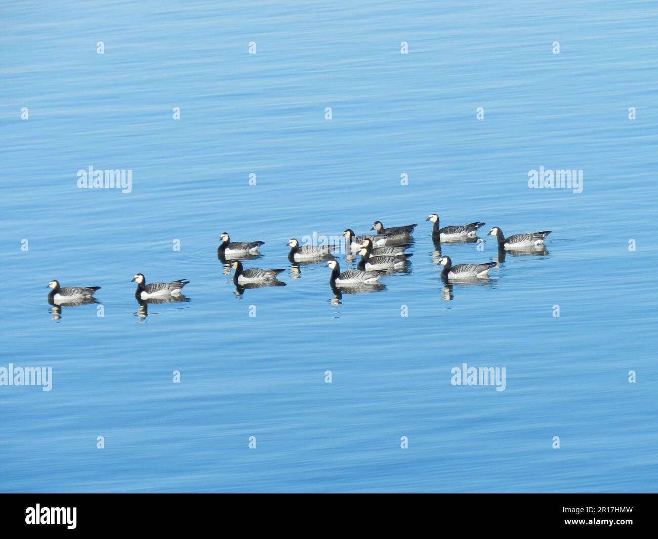 Germany, Upper Bavaria, Ismaning Reservoir: Barnacle Geese (Branta ...