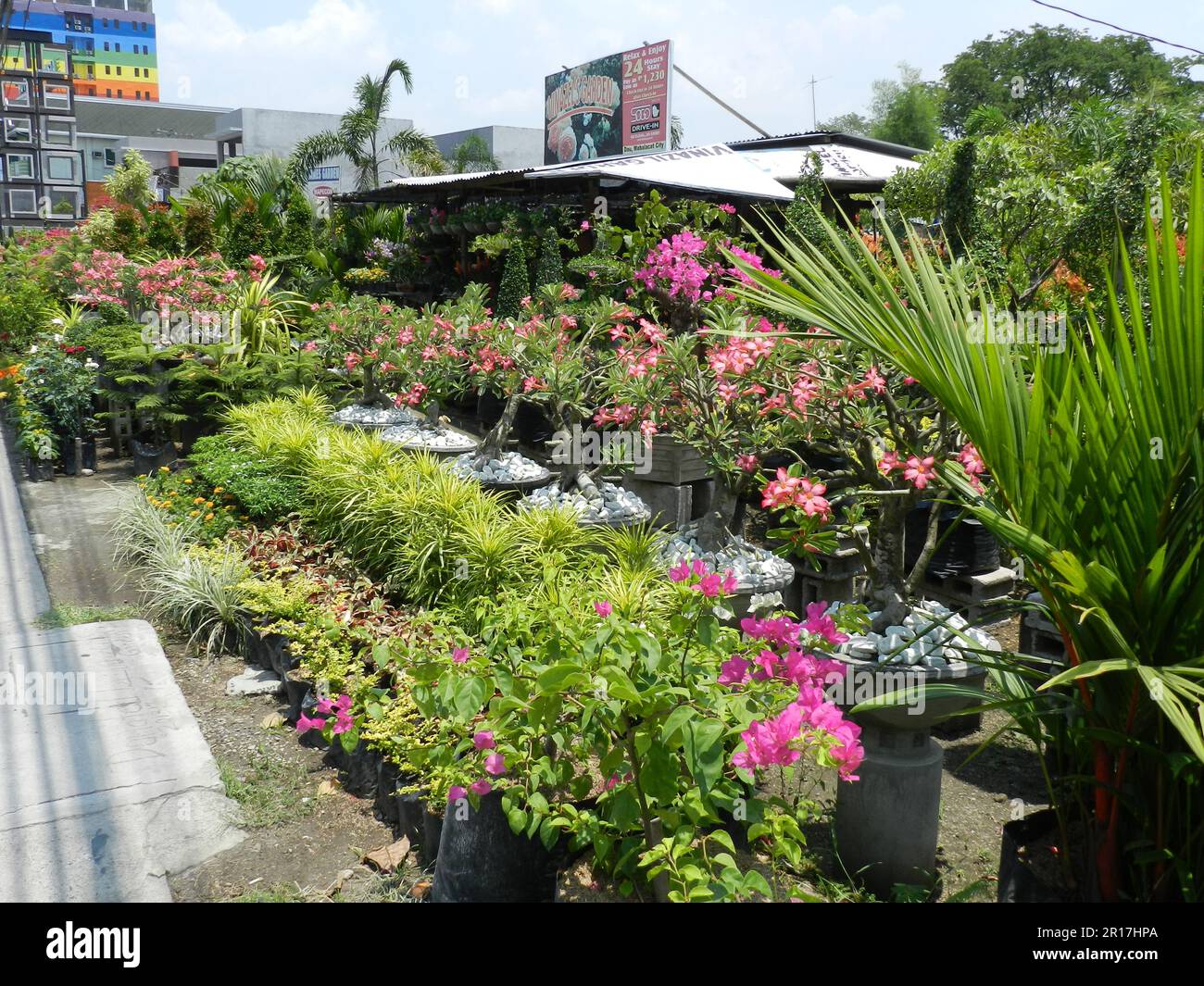 Philippine Garden Plants Gardening In The Philippines Hi Res Stock