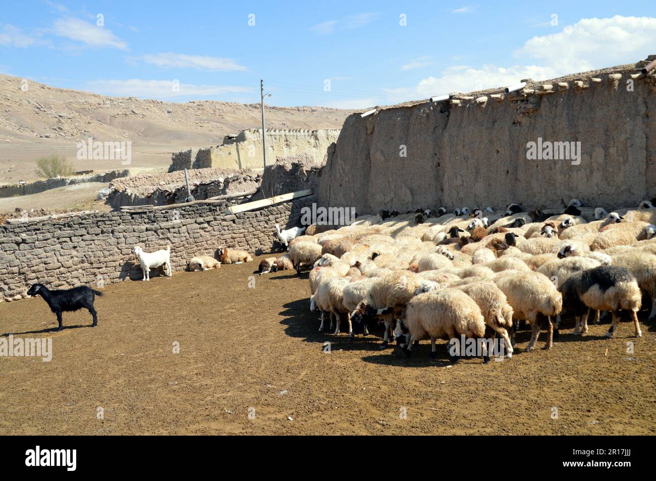 Iran, Qareh Kalisa: sheep and goat pen on a farm near the famous church ...