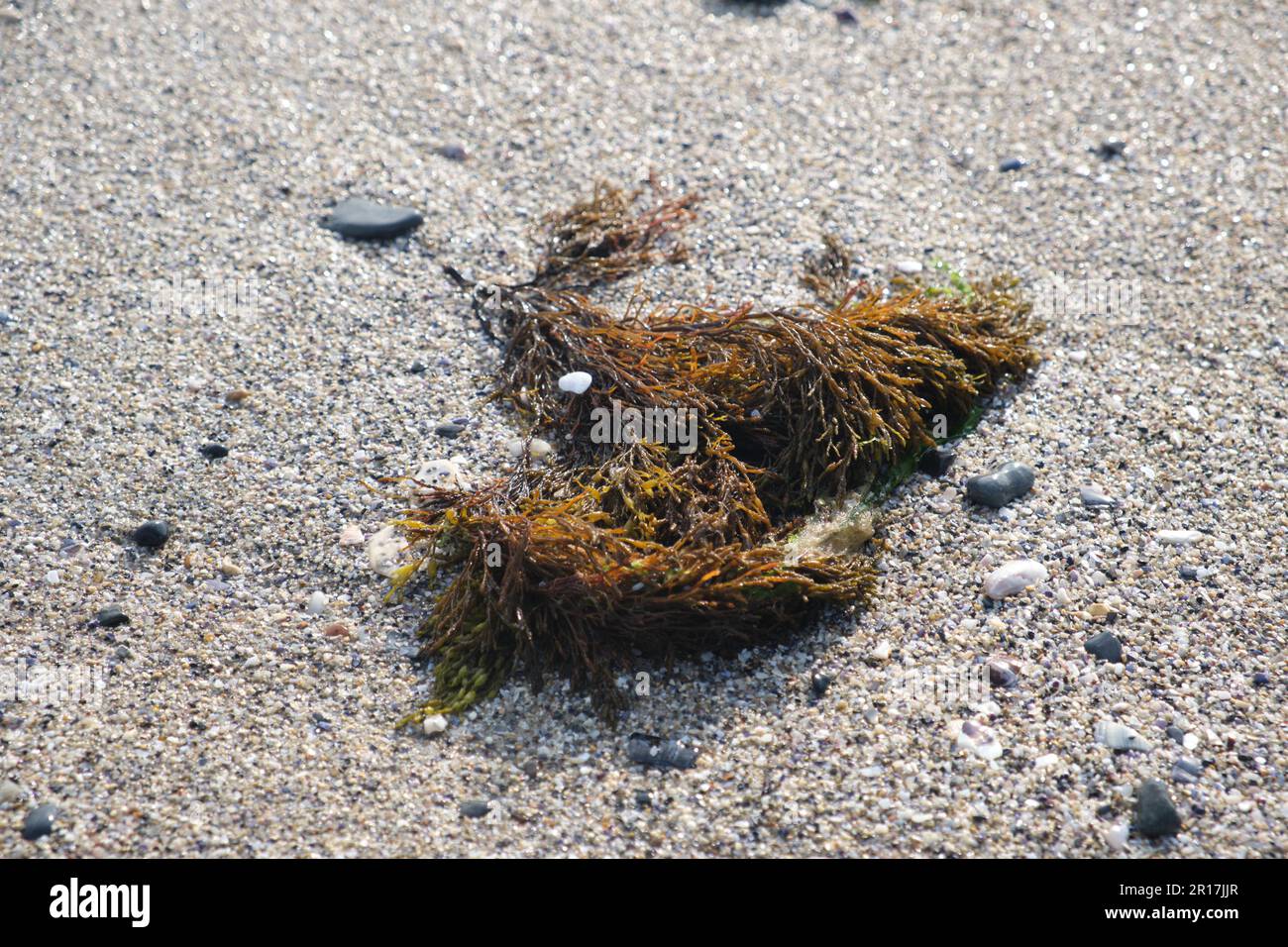 seaweed washed up on the beach at noon Stock Photo - Alamy