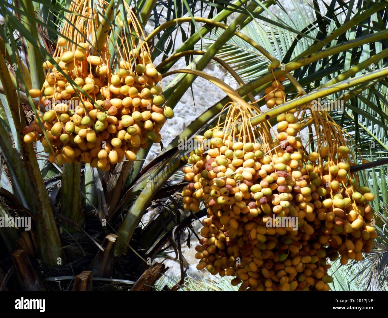 Iran: a plantation of Date Palms (Phoenix dactylifera) near Shiraz ...