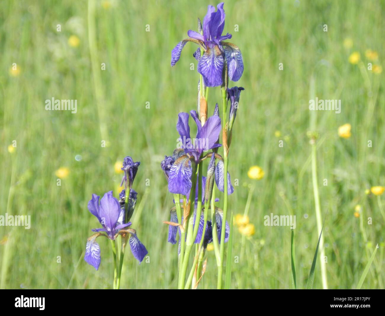 Germany, Upper Bavaria: Murnauer Moos, a nature reserve for marsh ...