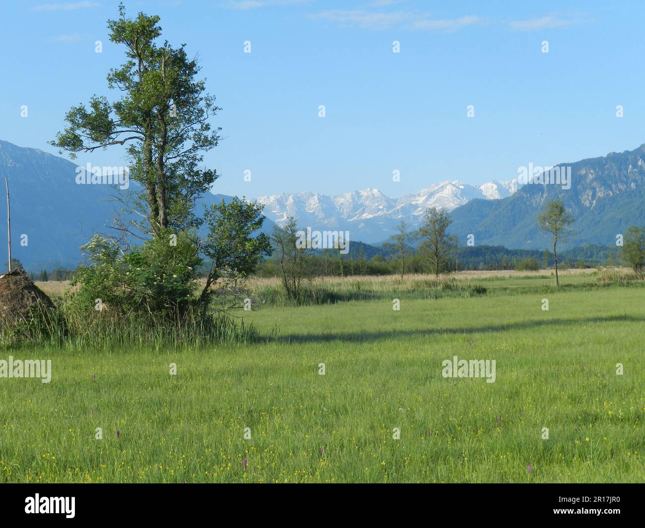 Germany, Upper Bavaria: Murnauer Moos, a nature reserve for marsh ...
