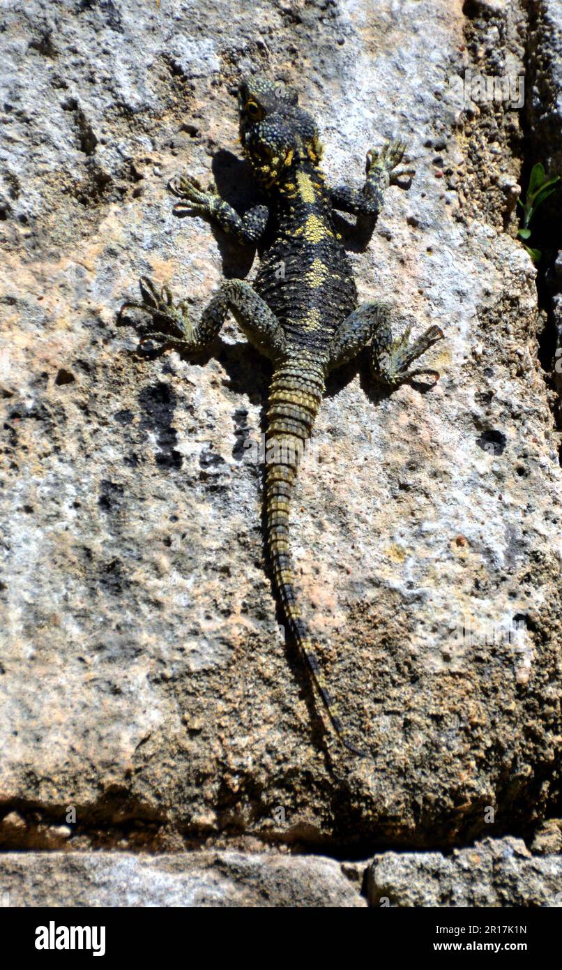 Greece, Island of Rhodes: Starred Agama (Stellagama stellio Stock Photo ...