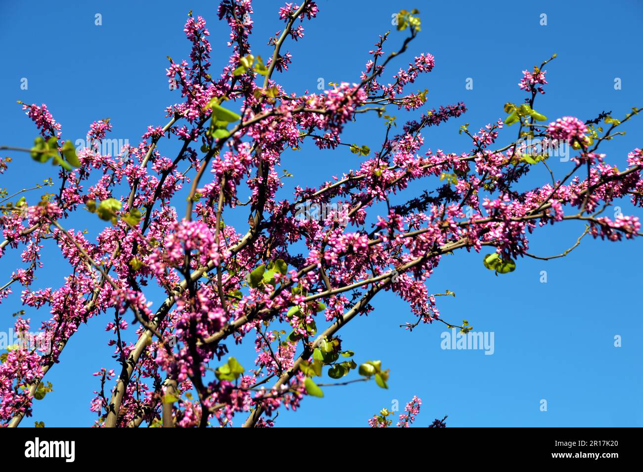 Greece, Island of Rhodes: flowers of the Judas Tree (Cercis ...