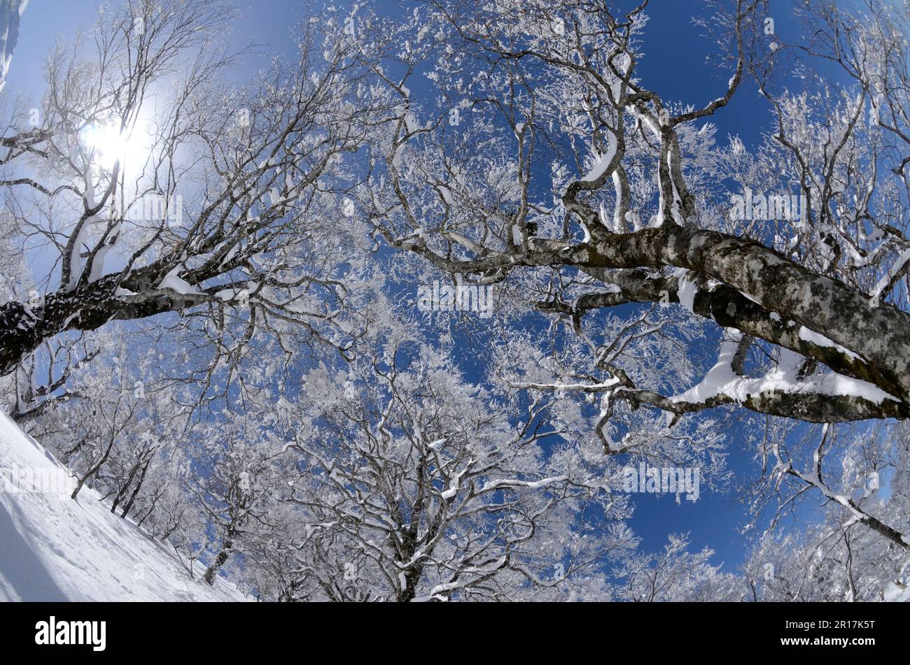 Frost covered beech trees Stock Photo - Alamy